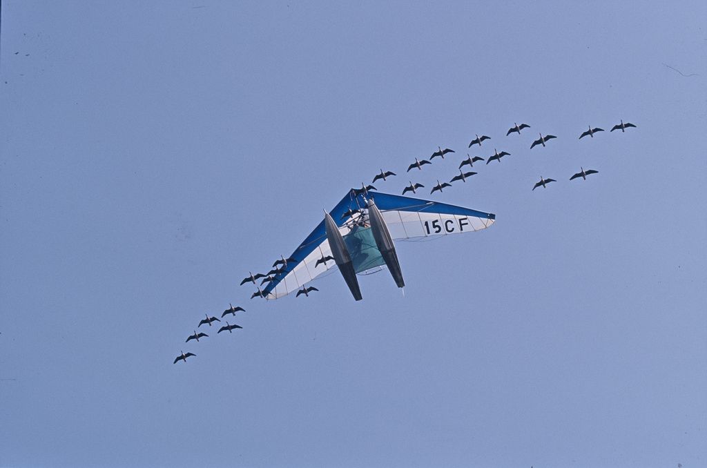 Vol avec les oies en V