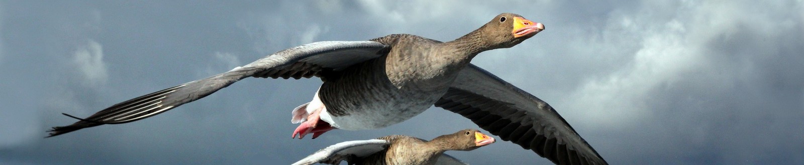 Boutique - Vol en V - Vol avec les oies